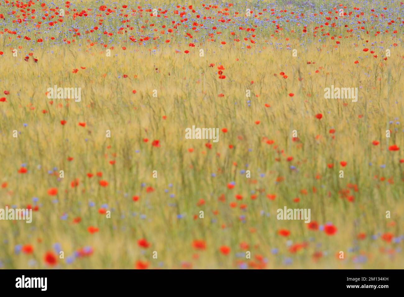 Field of grain with poppies and cornflowers (Centaurea cyanus), field ...