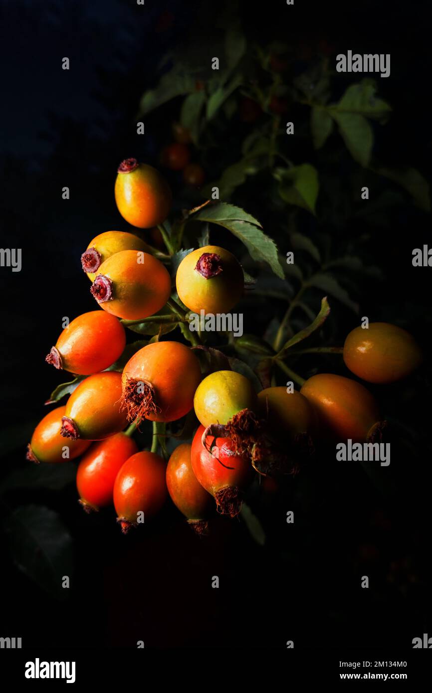 Rosehip berries on a bush on a dark background, close-up Stock Photo ...