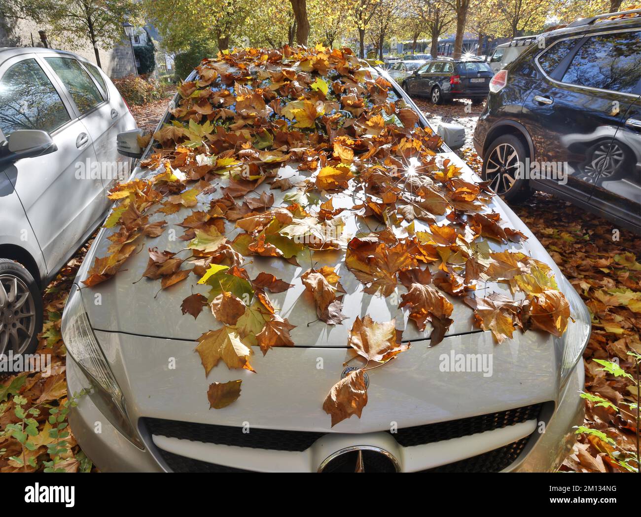 Autumn coloured leaves cover a car in a public car park, Burghausen ...