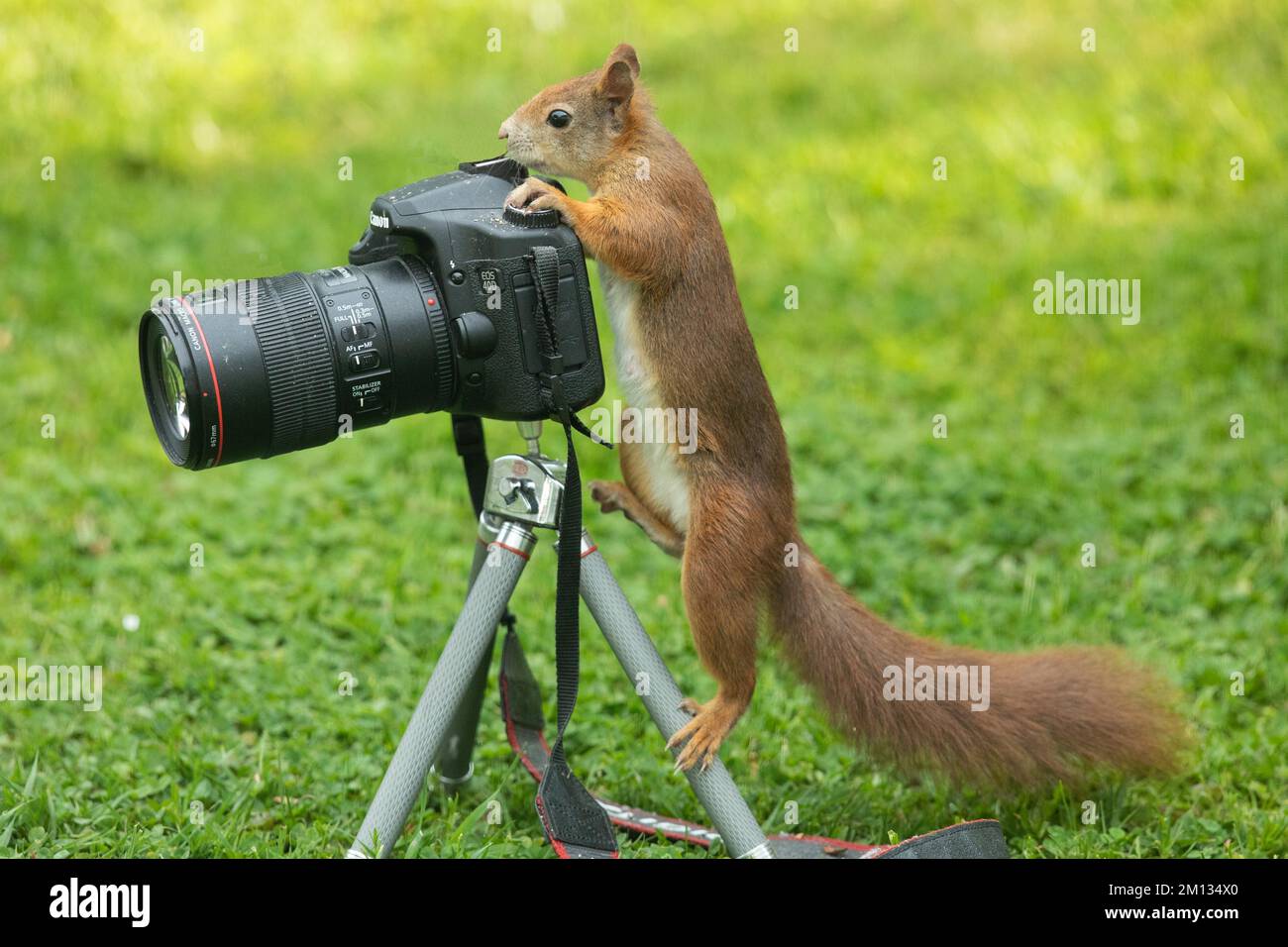 Squirrel leaning on camera in green grass standing left looking Stock ...