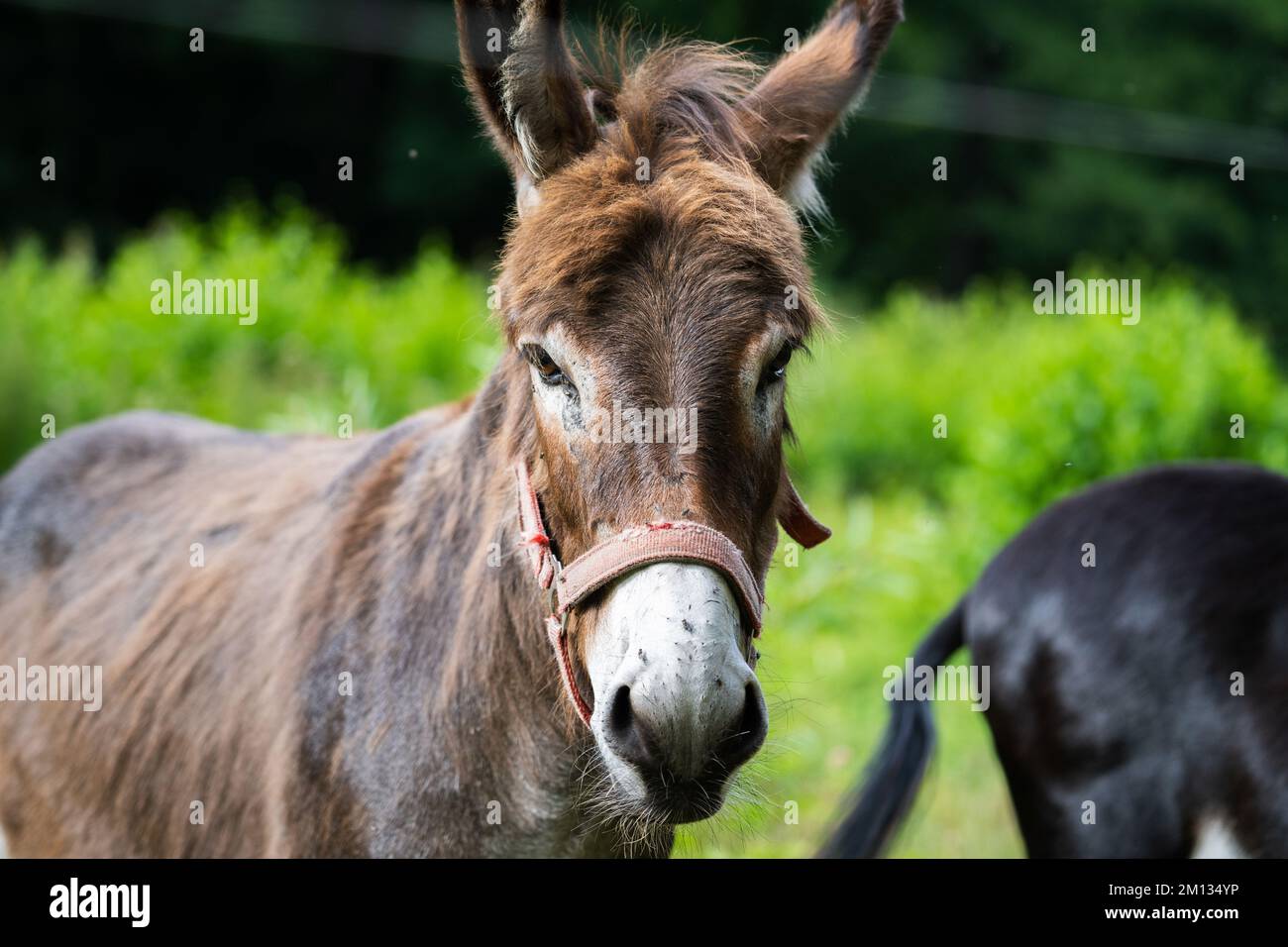 The head of an Irish donkey in closeup Stock Photo - Alamy