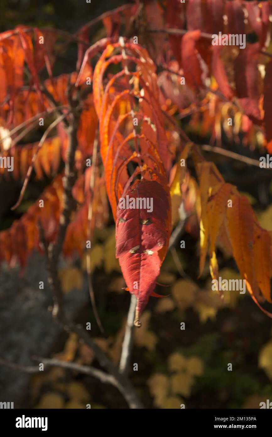 Fall photography of trees and forests, mid fall with leafs of all ...