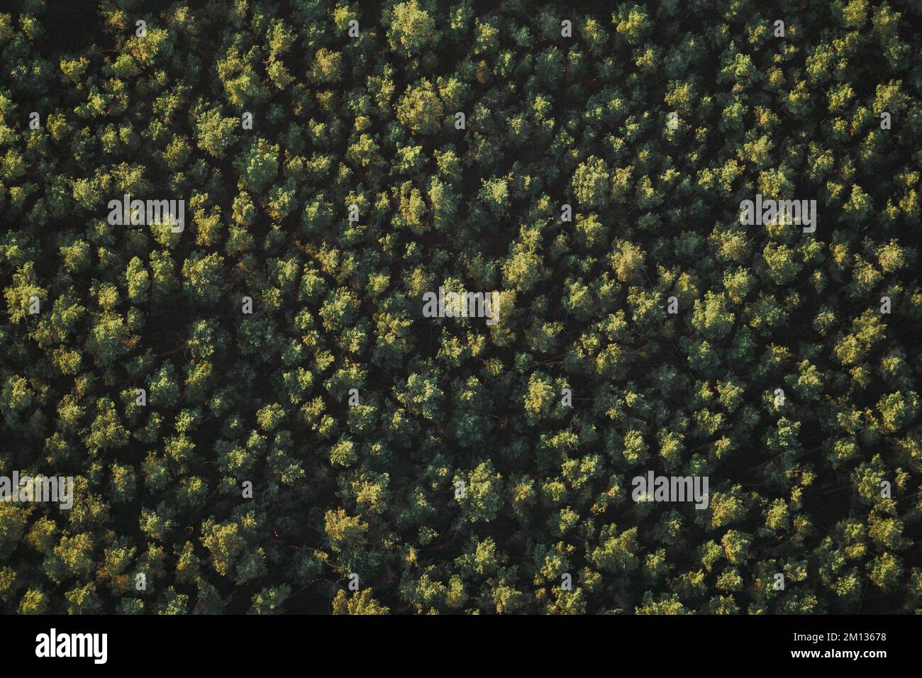 An aerial view of a dense forest. Great for backgrounds and wallappers ...