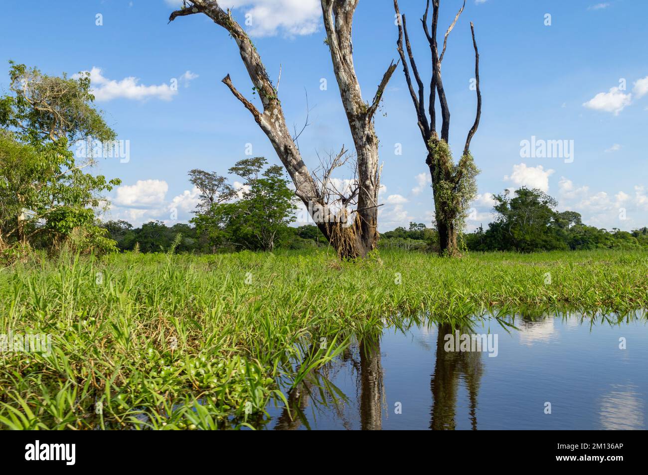 Amazing water landscape of the Amazonas river in the middle of the rain ...