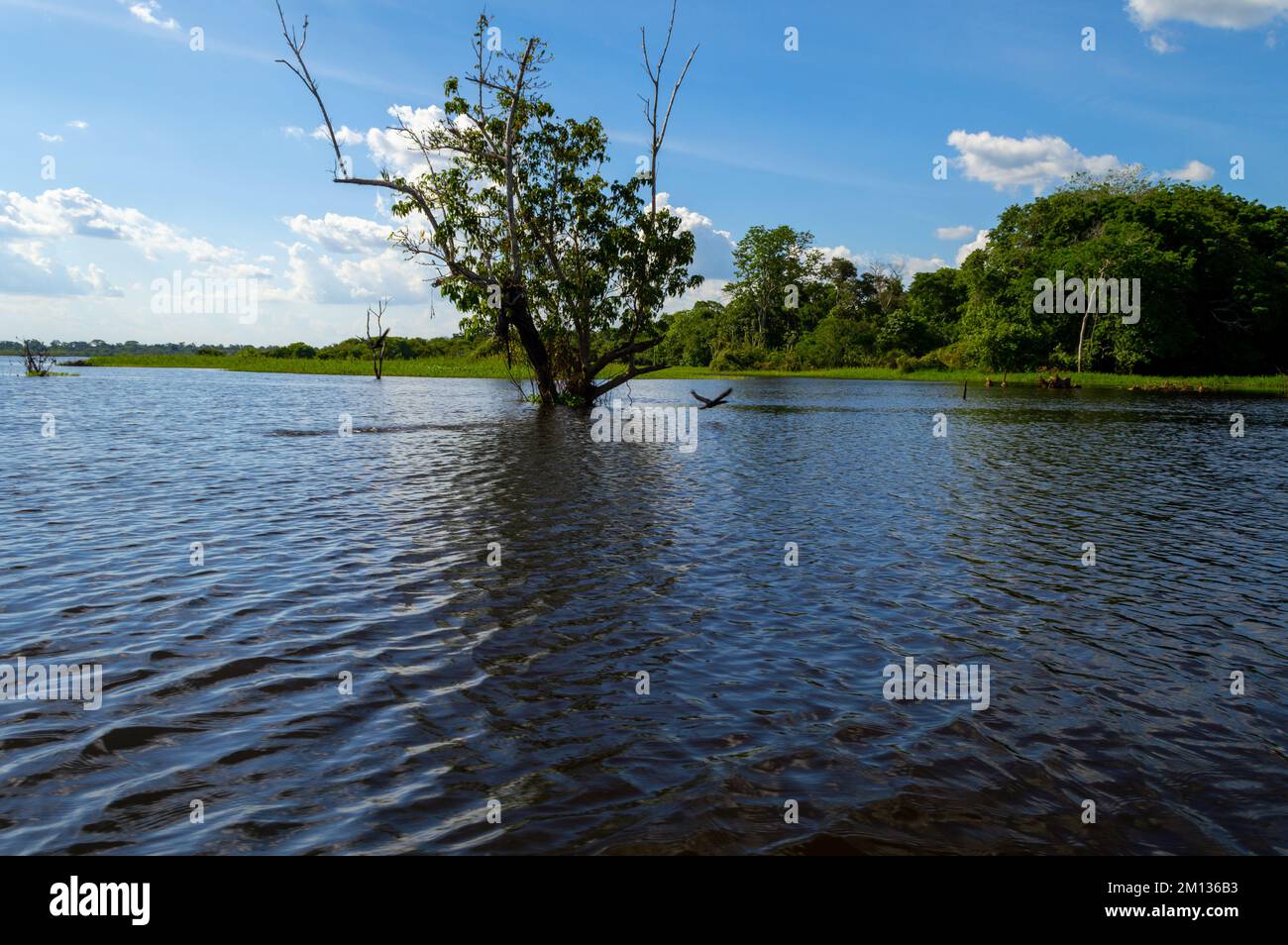 Amazing water landscape of the Amazonas river in the middle of the rain ...