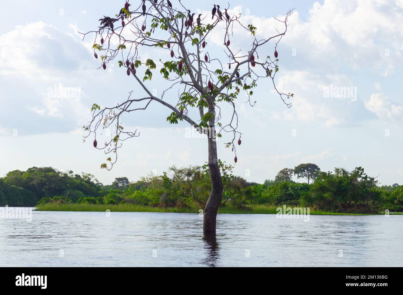 Amazing water landscape of the Amazonas river in the middle of the rain ...
