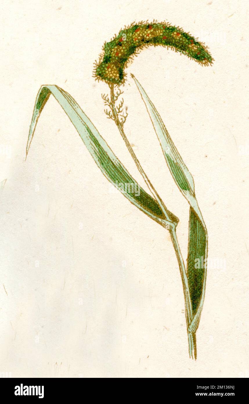 Foxtail millet Setaria italica, (botany book, ), Kolbenhirse Stock ...