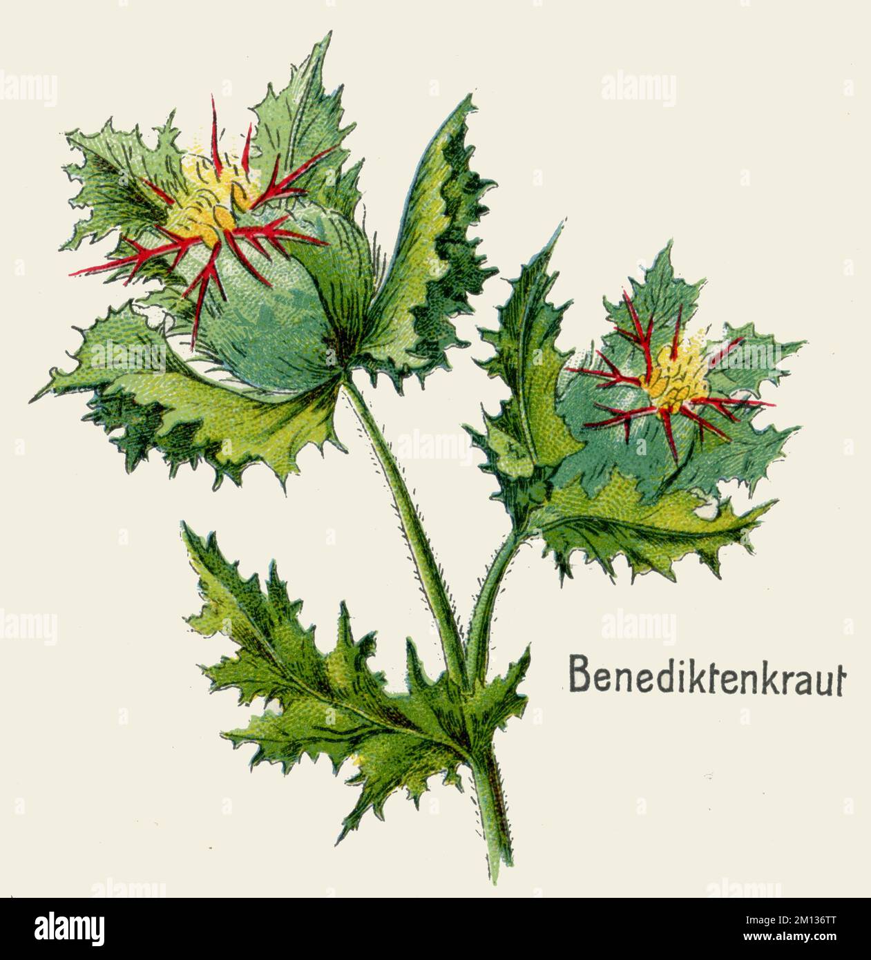 St. Benedict's thistle Centaurea benedicta, (botany book, 1908 ...