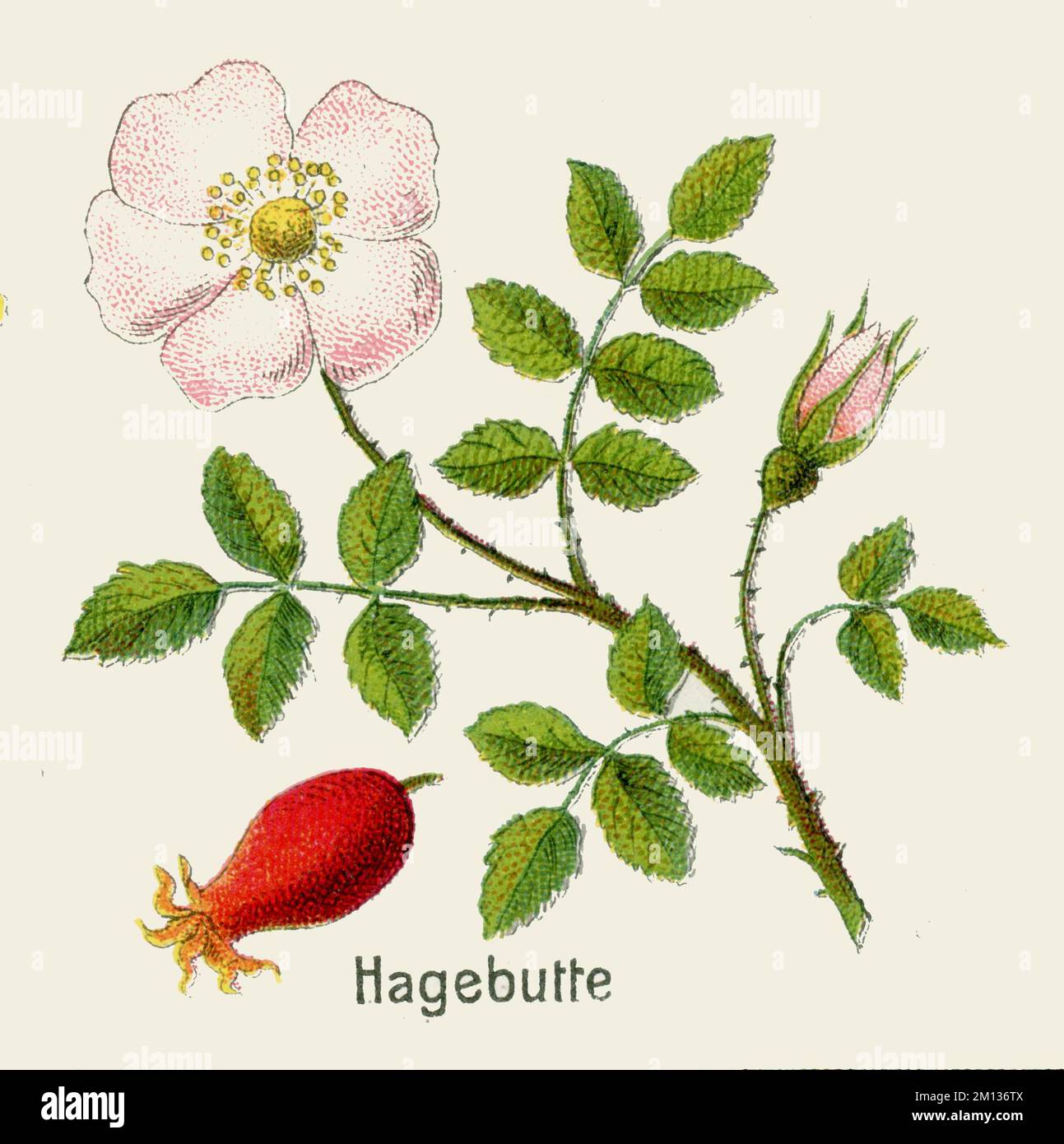dog rose Rosa canina, (botany book, 1908), Hundsrose Stock Photo - Alamy