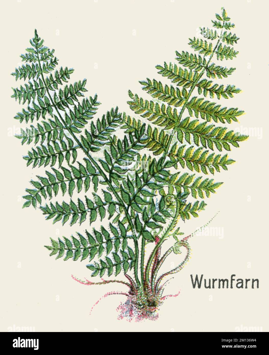Male fern Dryopteris filix-mas, (botany book, 1908), Wurmfarn Stock ...