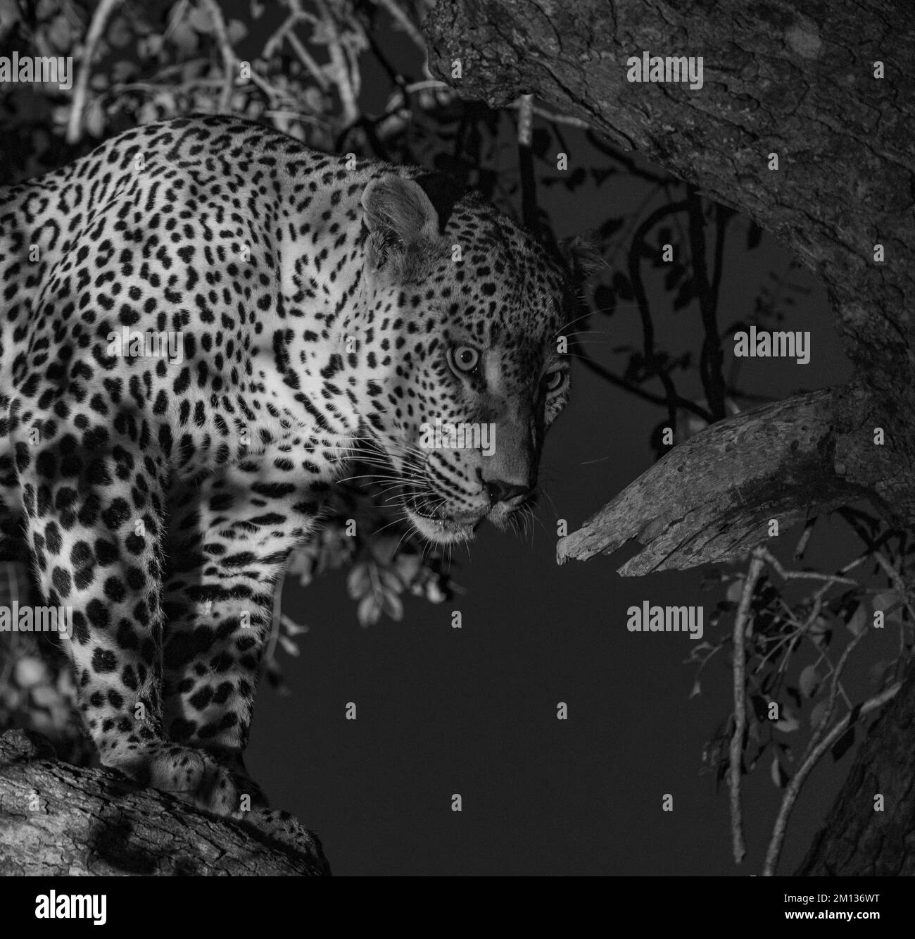A grayscale shot of a leopard on a tree branch at night in South Africa ...