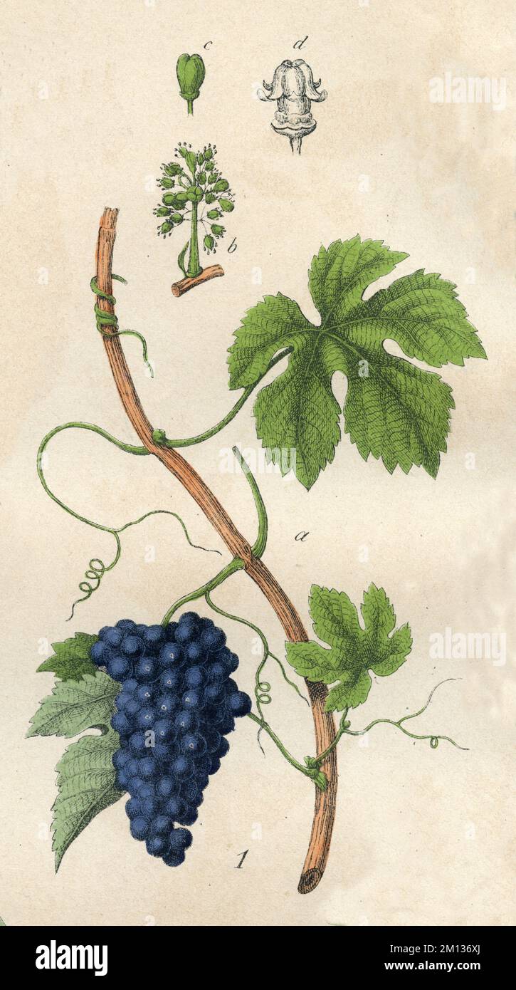 Grapevine drawing hi-res stock photography and images - Alamy