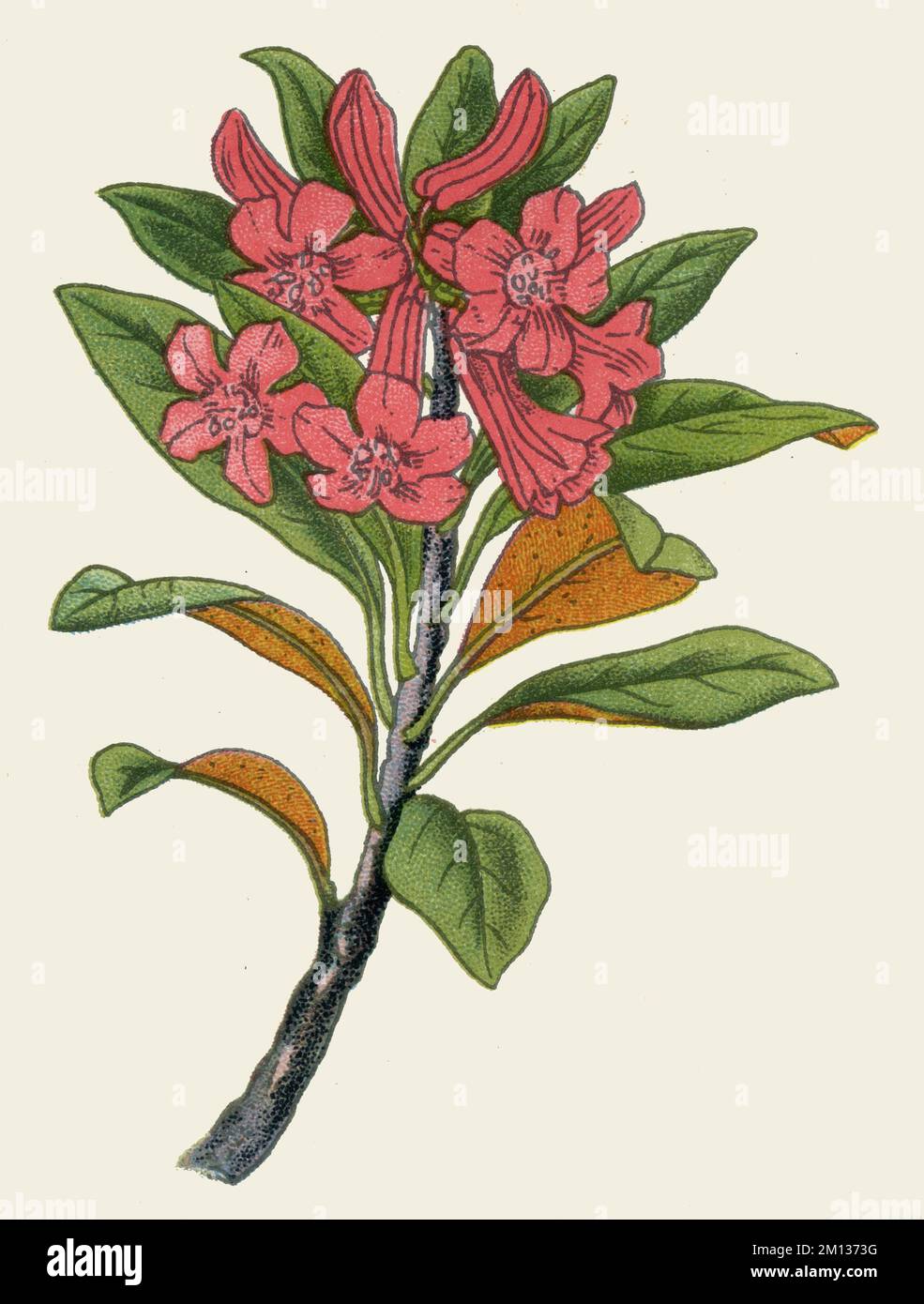 Alpenrose drawing hi-res stock photography and images - Alamy