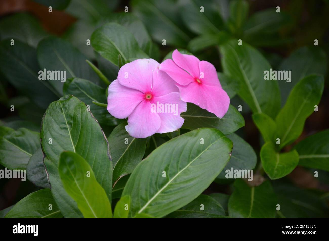 Pink flowers growing in front of green leaves Stock Photo - Alamy