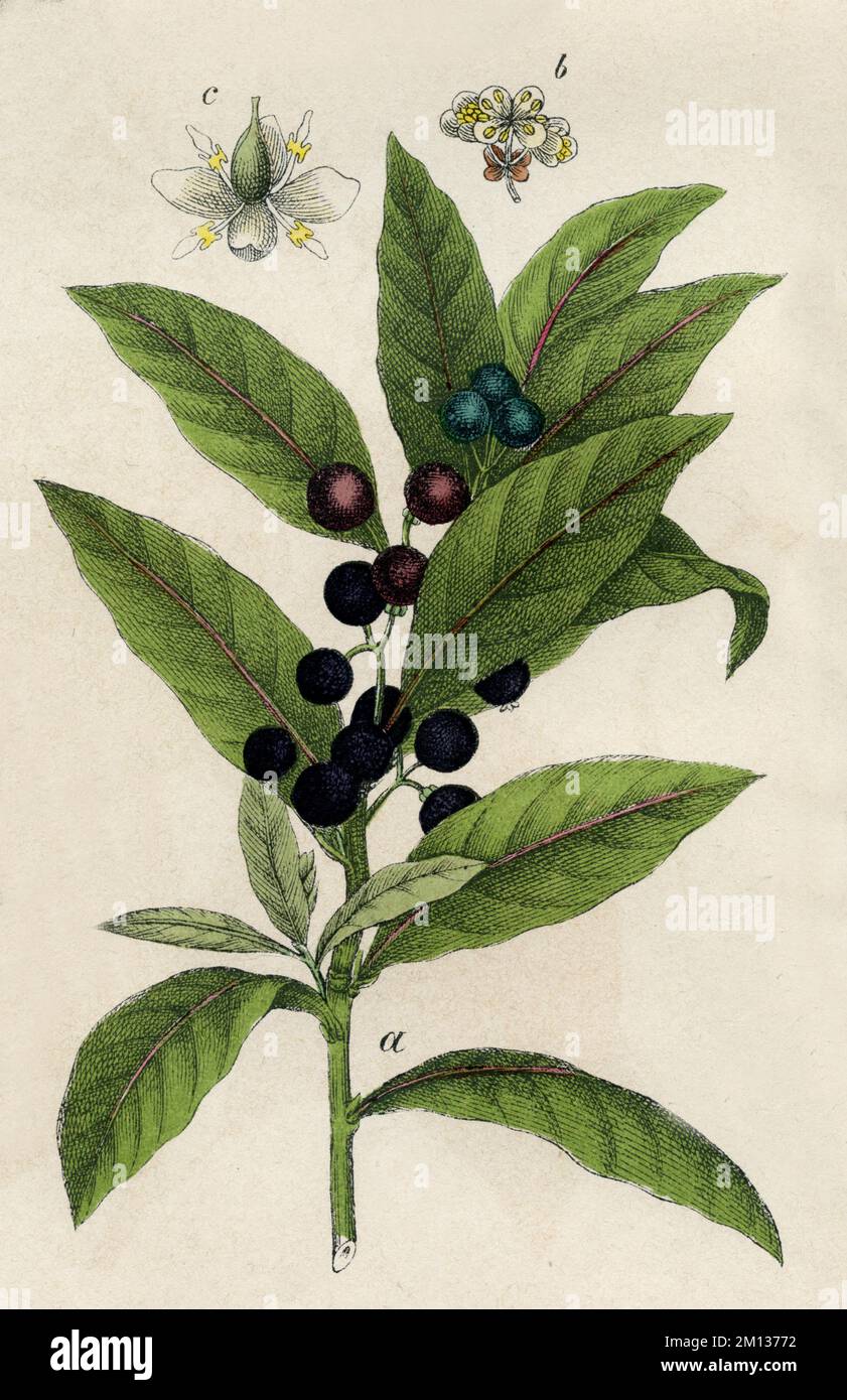 Laurel tree Laurus nobilis, (botany book, 1879), Lorbeer Stock Photo ...