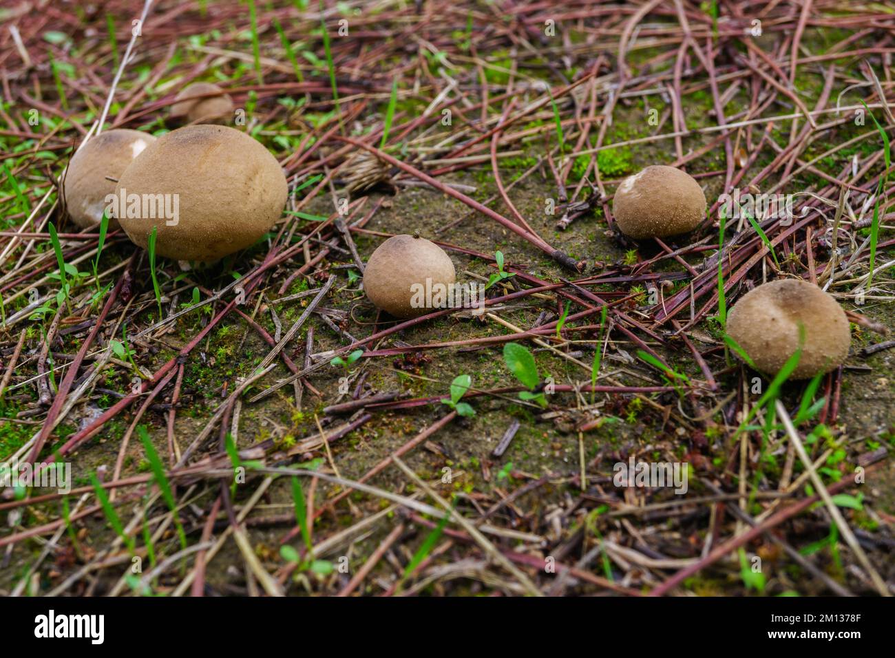 close-up of a fungus ,Scleroderma areolatum, on a pine branch soil ...