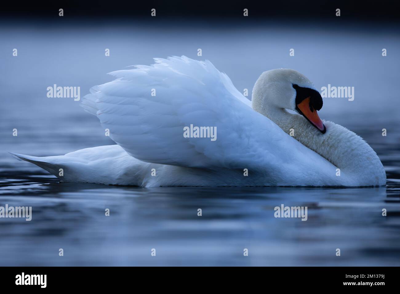 A beautiful adult male mute swan is seen in an unusual low slung ...