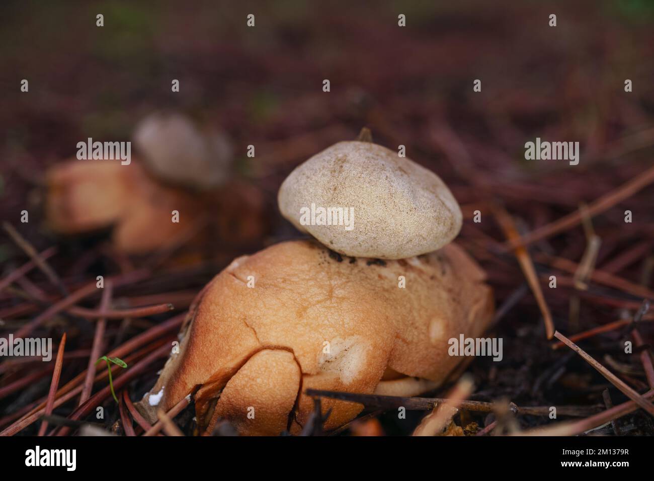 close-up of an earth star mushroom, Geastrum triplex, in a pine forest ...