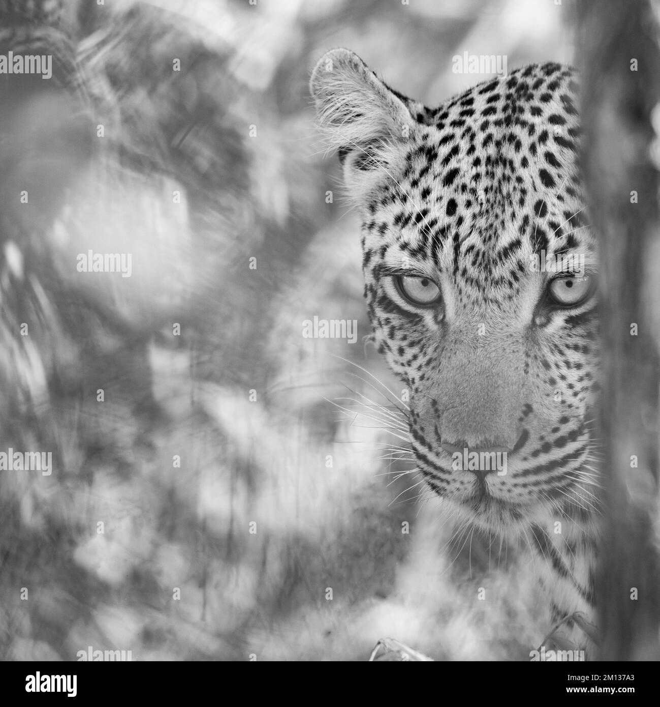 A grayscale shot of a leopard face outside in South Africa Stock Photo ...