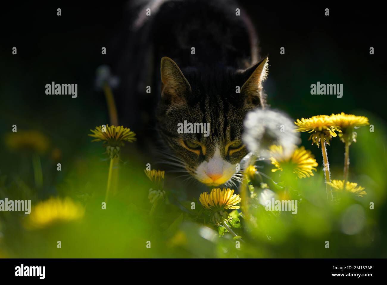 A British Shorthair tabby and white domestic cat sniffs at one of ...