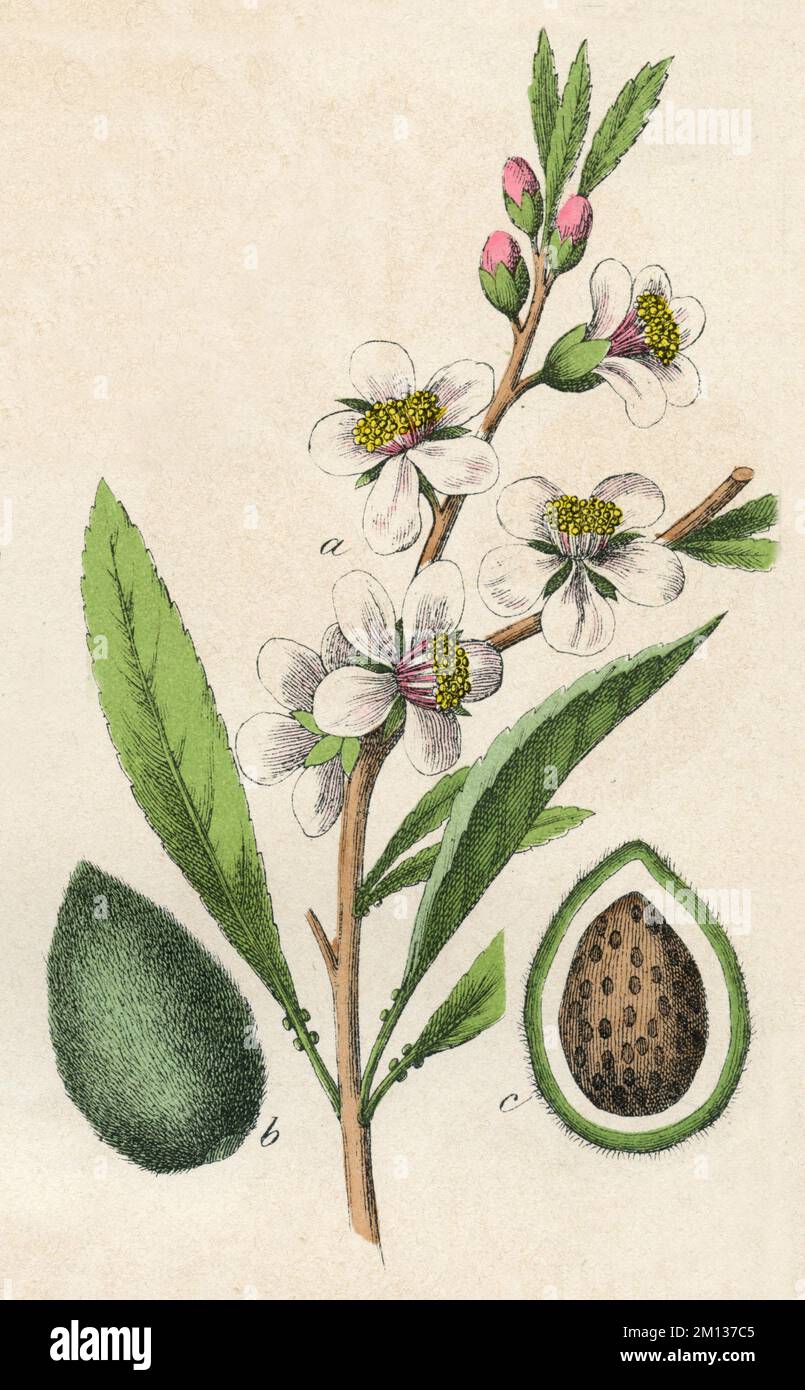 almond tree Prunus dulcis Syn. Prunus amygdalus, (botany book, 1879 ...