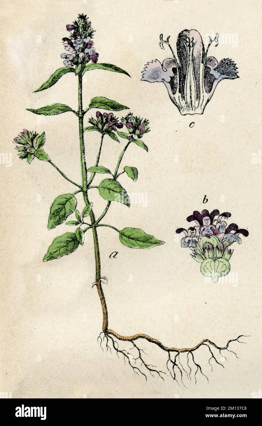 Prunella vulgaris Prunella vulgaris, (botany book, 1879), Kleine ...