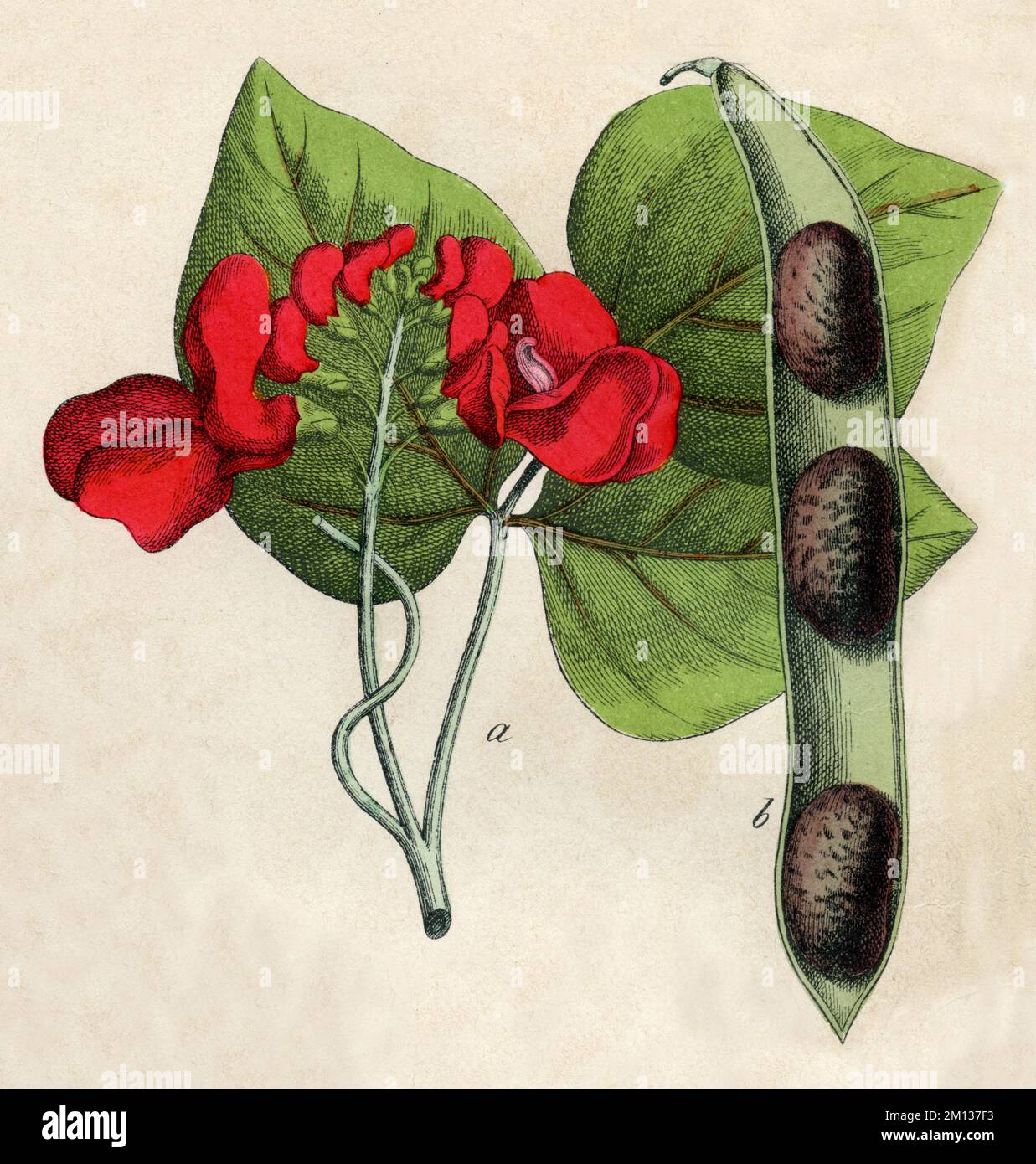 runner bean Phaseolus coccineus, (botany book, 1879), Feuerbohne Stock ...