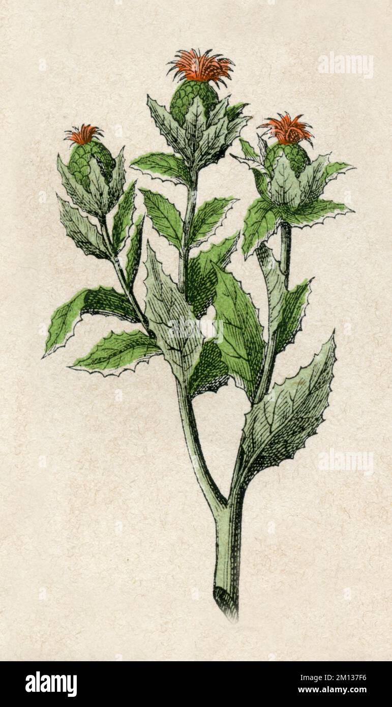 Safflower Carthamus tinctorius, (botany book, 1879), Färberdistel ...