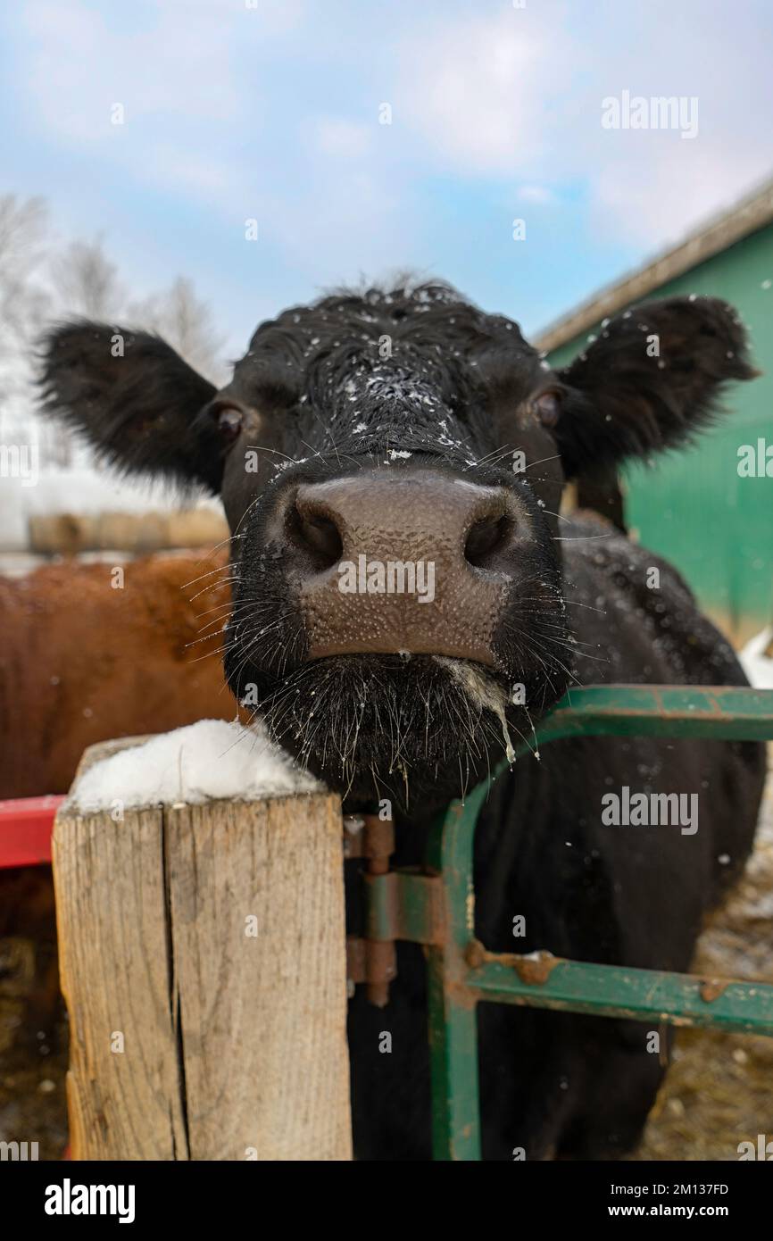 Black angus calf hi-res stock photography and images - Alamy