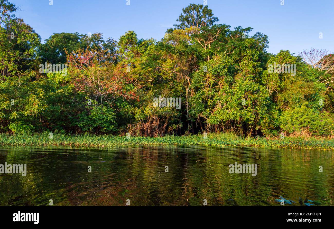Tropical vegetation of the rain forest in Brazil along the Amazon river ...