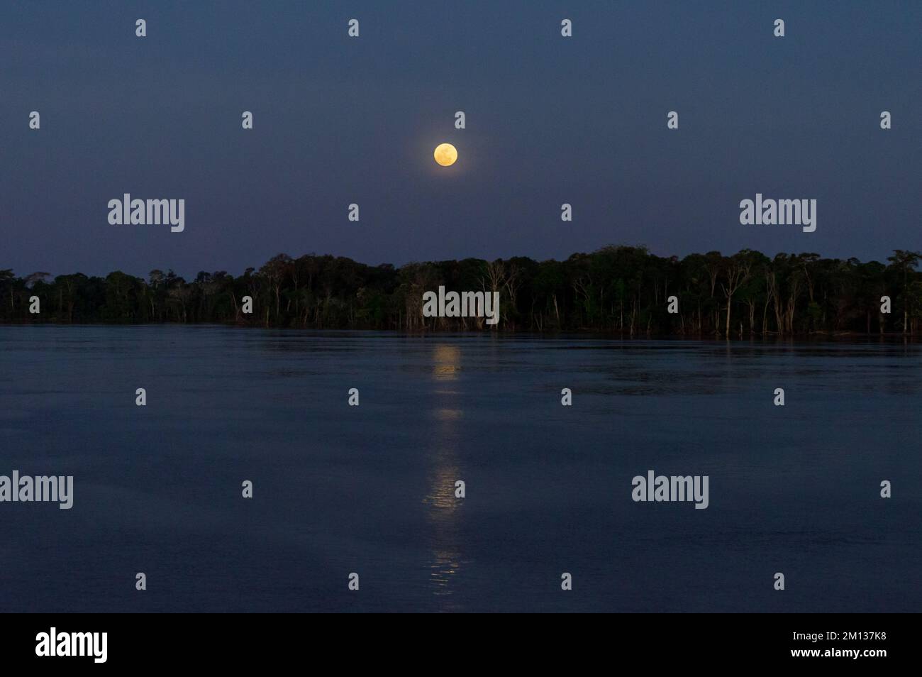 Full moon night in the Amazon forest along the Amazon river Stock Photo ...