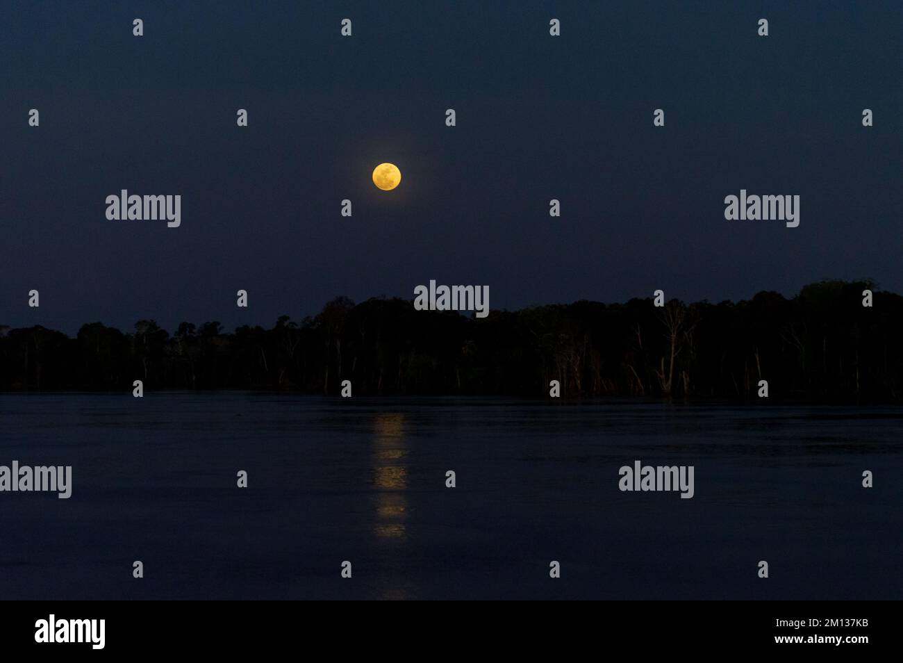 Full moon night in the Amazon forest along the Amazon river Stock Photo ...