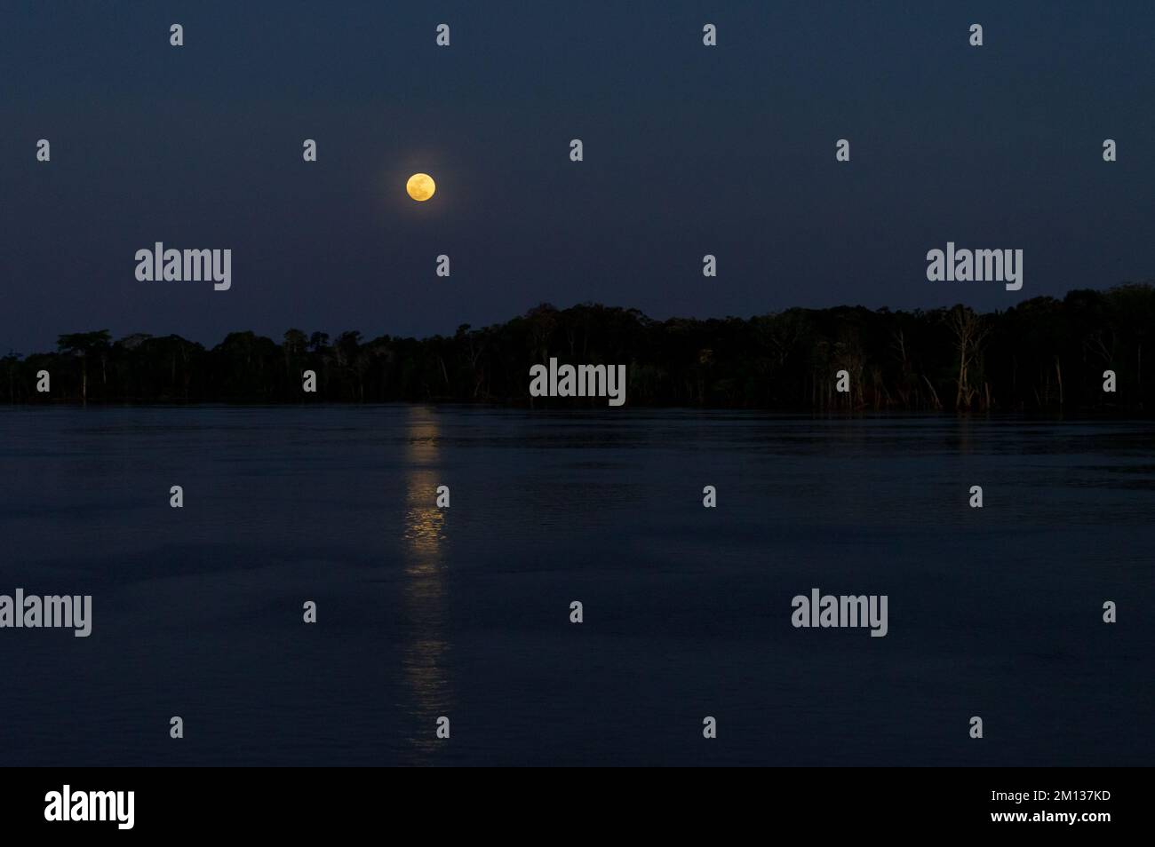 Full moon night in the Amazon forest along the Amazon river Stock Photo ...