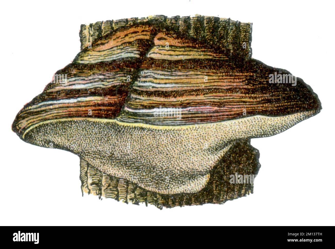 tinder fungus Fomes fomentarius, (encyclopedia, 1910), Zunderschwamm ...