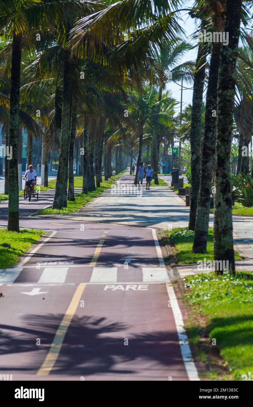 Coastal bike lane framed by two lines of palm tree in Praia Grande ...