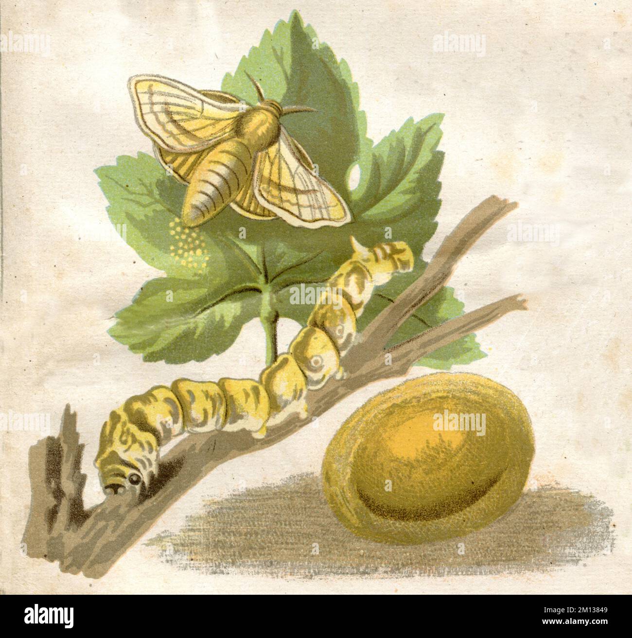 silk moth Bombyx mori, (zoology book, ), Seidenspinner Stock Photo - Alamy