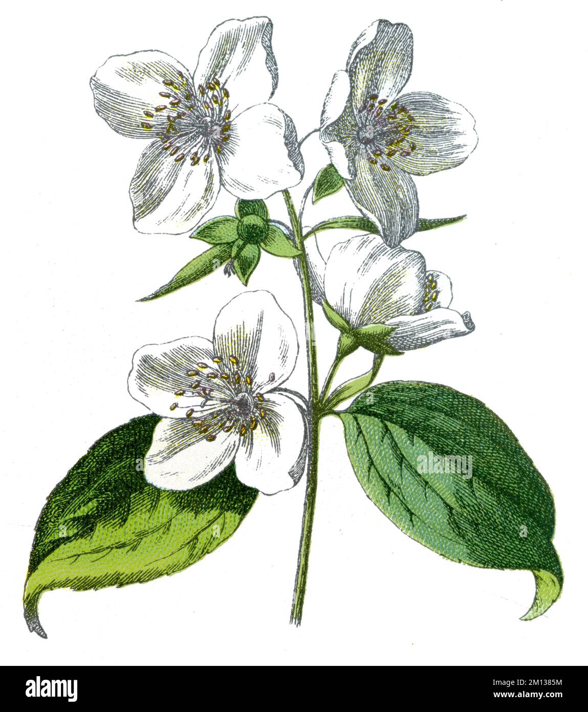 sweet mock orange Philadelphus coronarius, (botany book, 1909 ...
