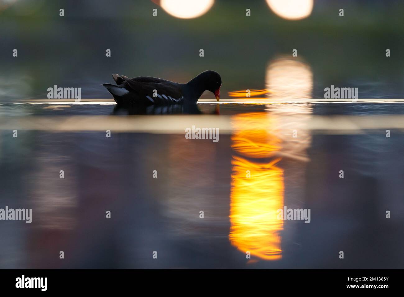 Moorhen swimming amongst the urban light reflections Stock Photo - Alamy