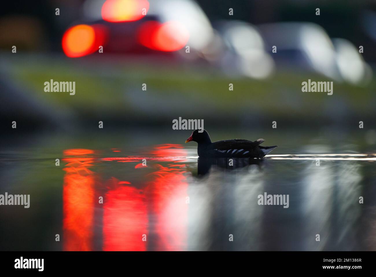 Moorhen swimming amongst the urban light reflections Stock Photo - Alamy