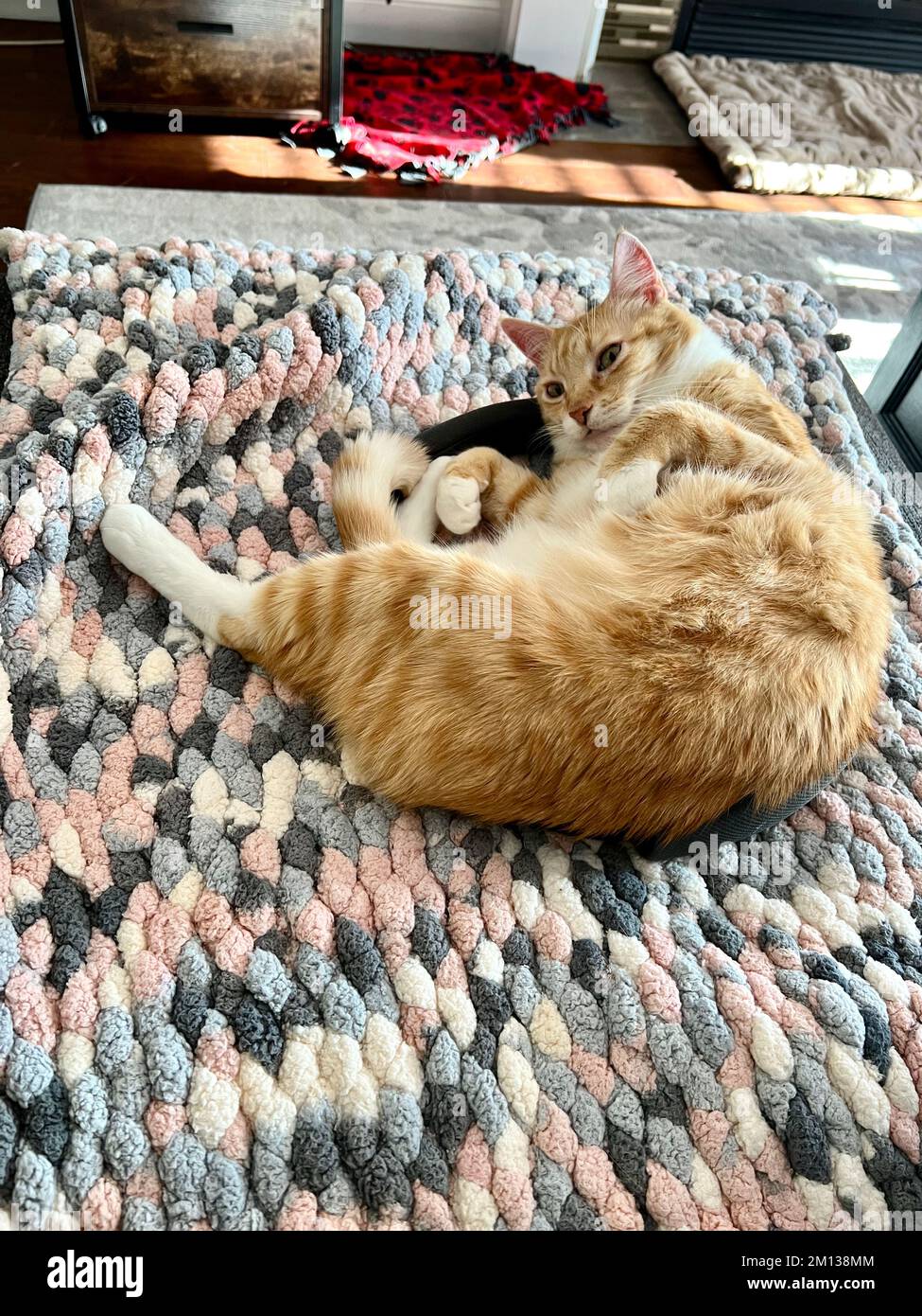 Orange tabby cat sunbathing in hi-res stock photography and images - Alamy
