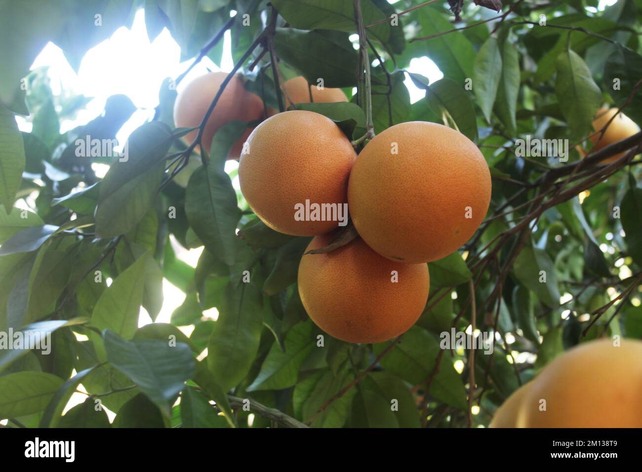 Red grapefruit plant hi-res stock photography and images - Alamy