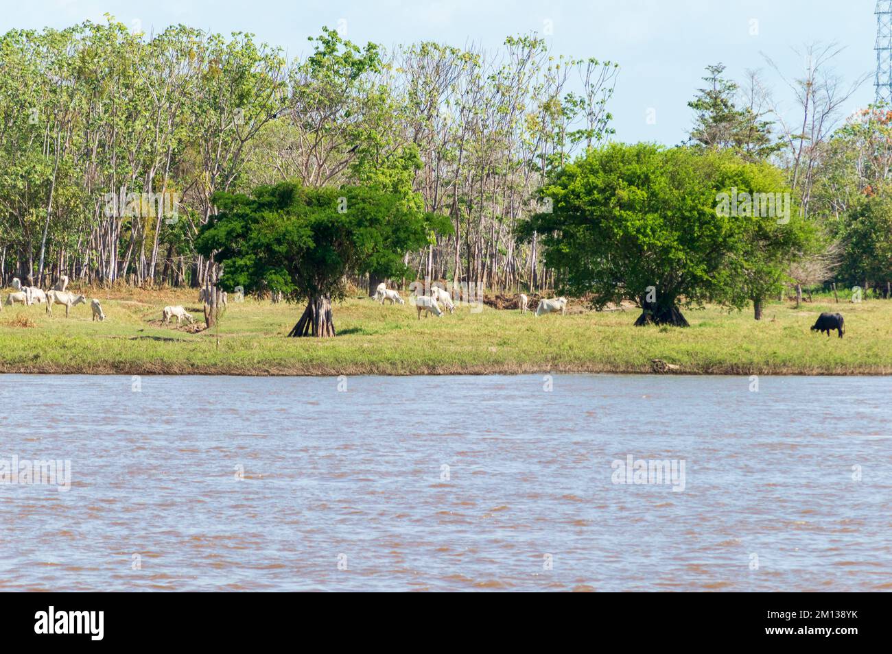 Small animal farm and animal transportation on the river banks of the ...