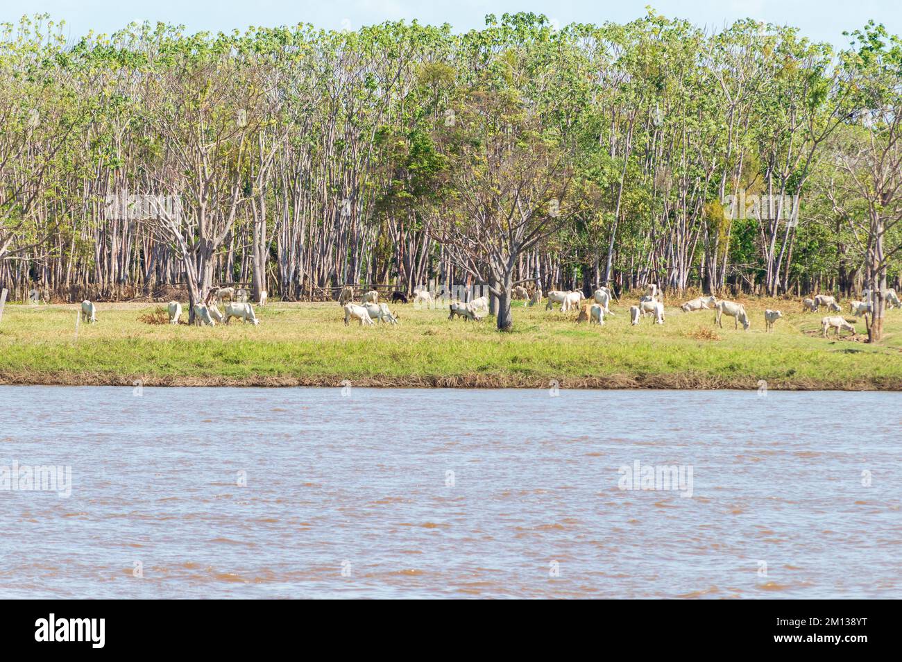 Small animal farm and animal transportation on the river banks of the ...