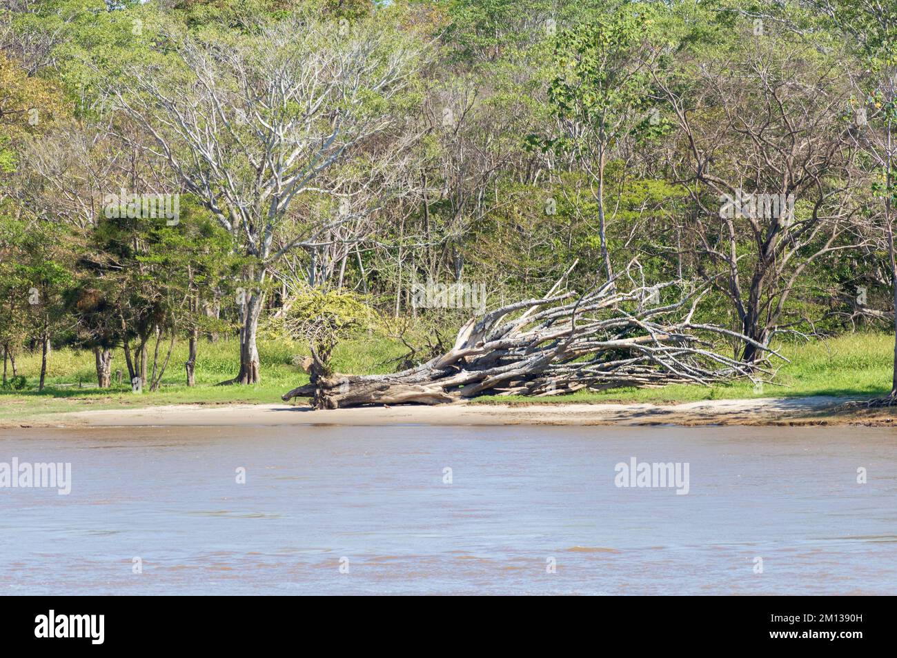 Tropical water landscape of the Rio Amazonas in Brazil seen from a ...