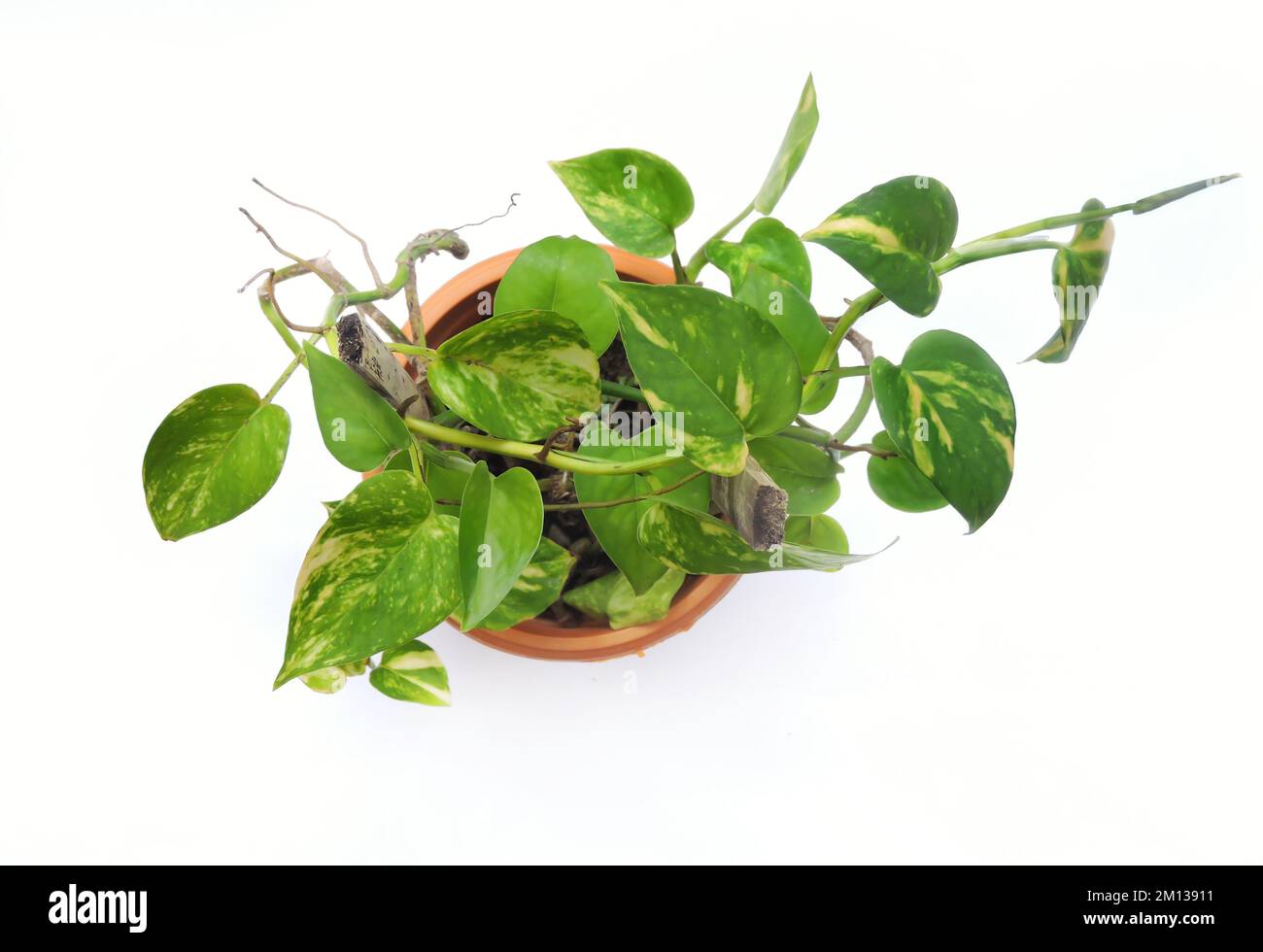 The species is a popular houseplant. It is also known as money plant ...