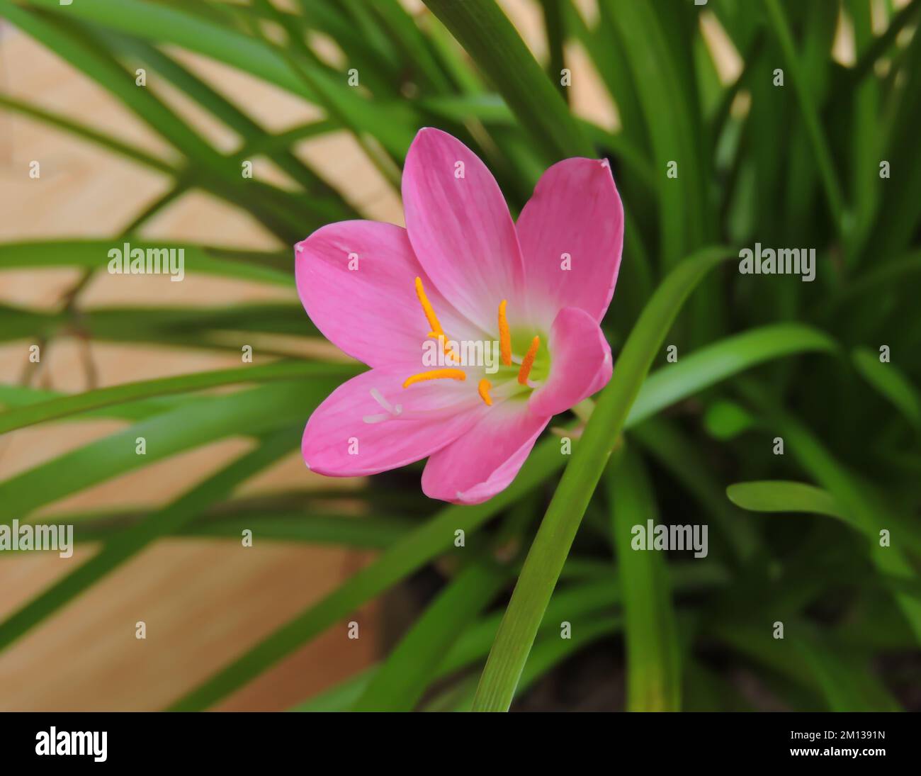Zephyranthes rosea, commonly known as the Cuban zephyrlily, rosy rain ...