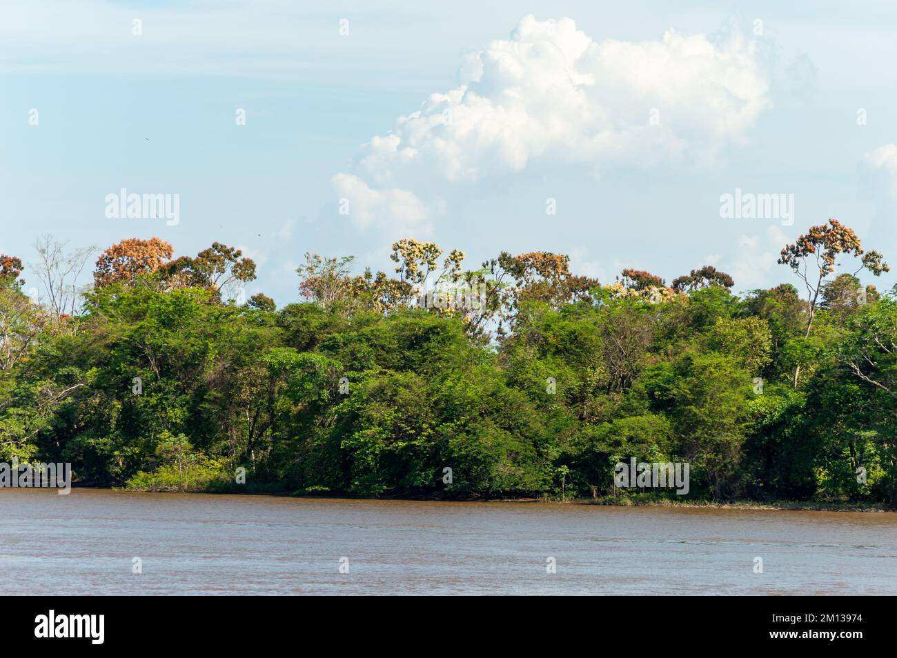 Tropical water landscape of the Rio Amazonas in Brazil seen from a ...