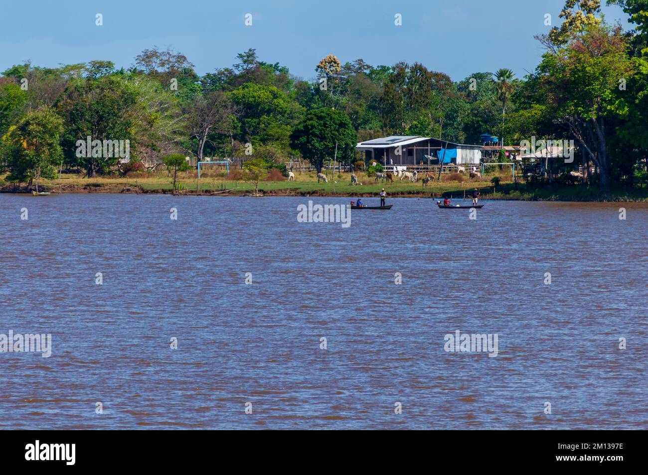 Small animal farm and animal transportation on the river banks of the ...