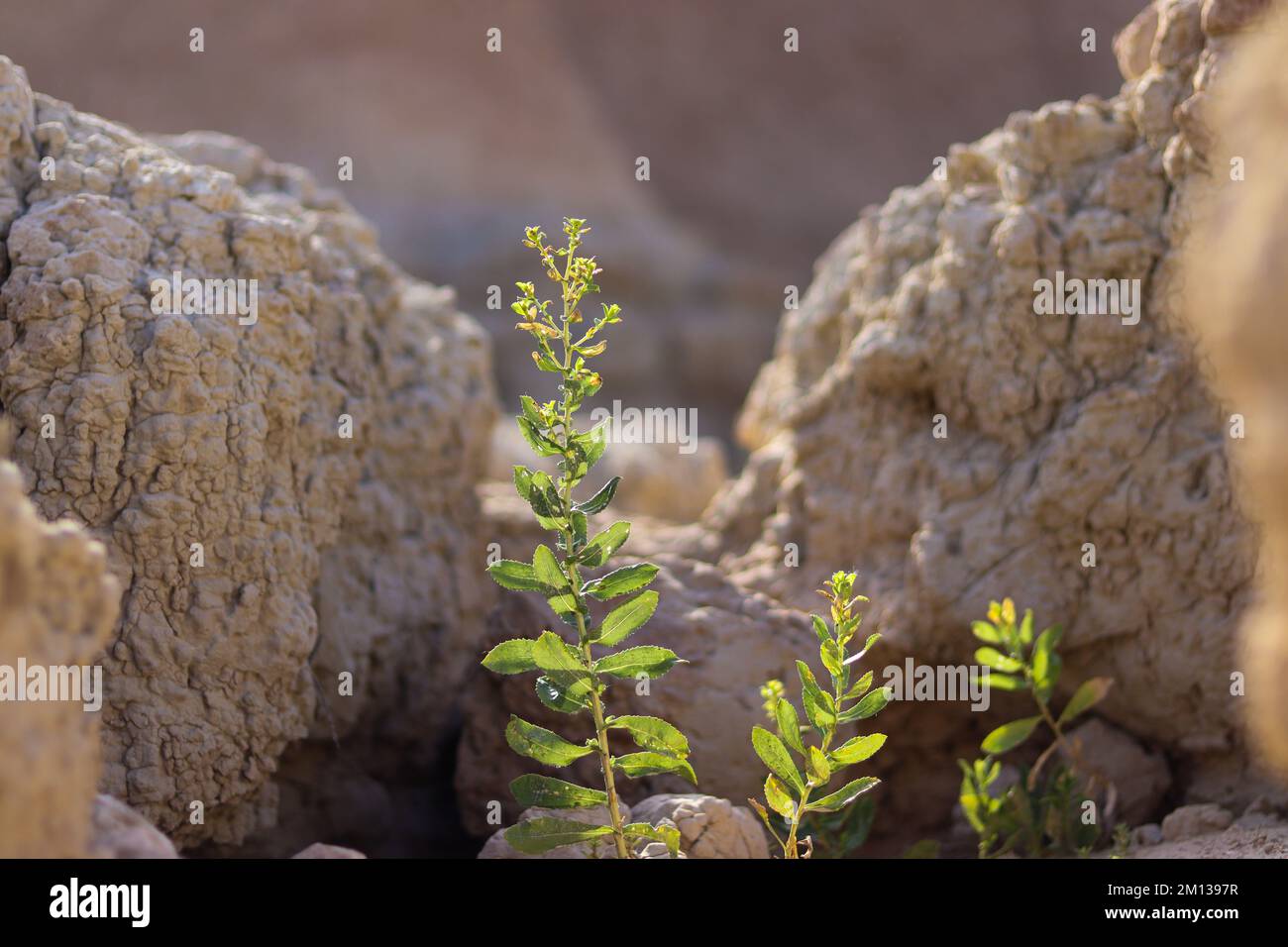 Summer natural landscape wild growing hi-res stock photography and ...