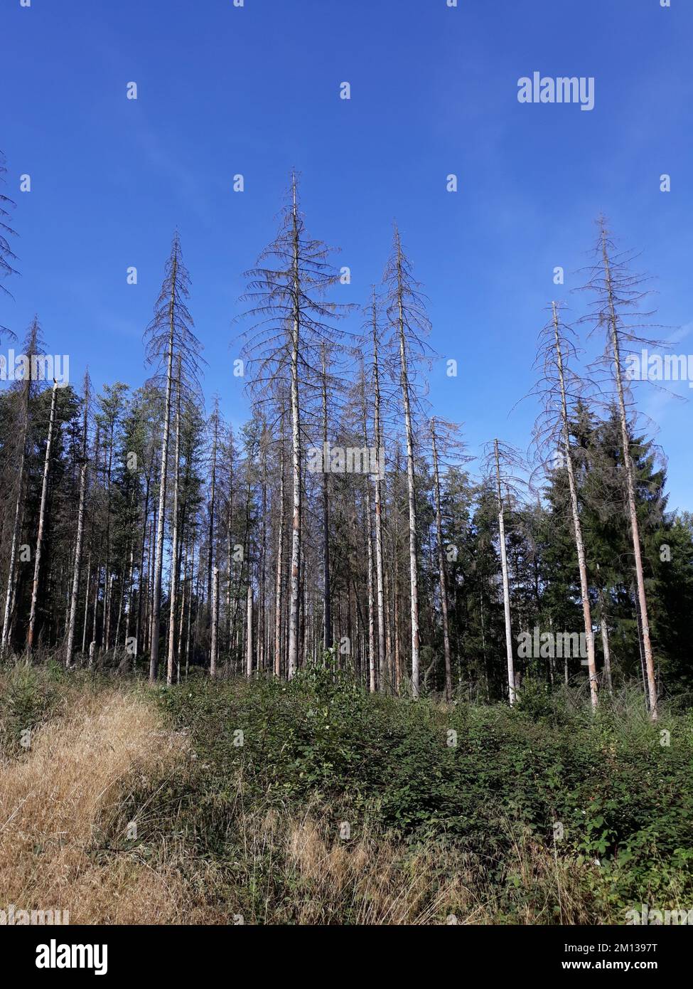 Forest climate change hi-res stock photography and images - Alamy